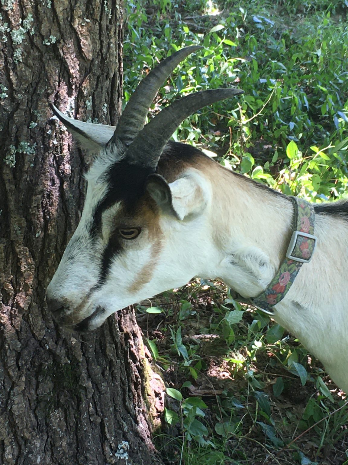 Bottle Jaw in Goats - Goat Journal